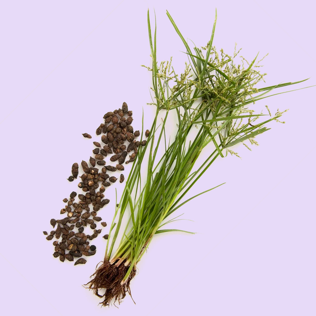 Musta – NaturvedaHerbs